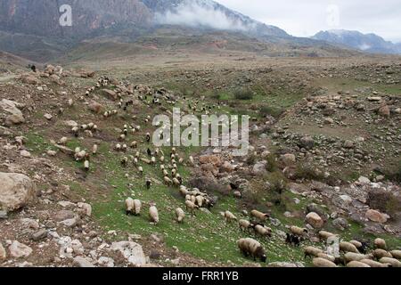 sheep shepherd in Northern Iraq Stock Photo: 100695439 - Alamy