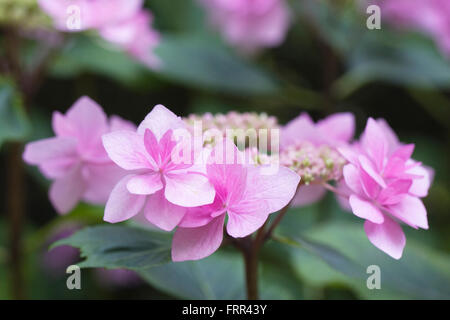 Hydrangea macrophylla 'Hanabi Rose' Stock Photo - Alamy
