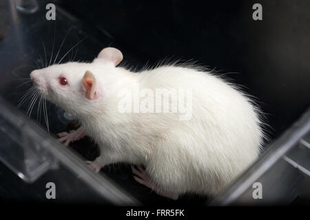 white (albino) laboratory rat in acrylic cage peeking and climbing out ...