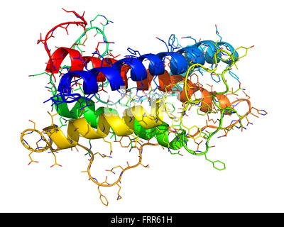 Human growth hormone (hGH, Somatotropin) molecule. Natural hormone that ...