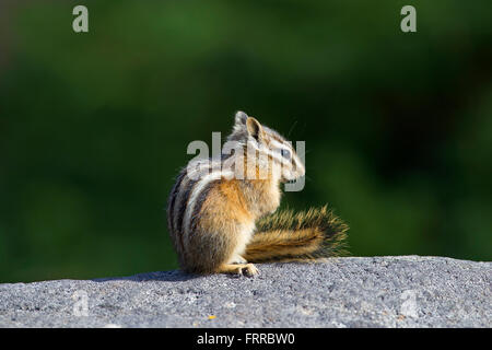 Least Chipmunk (Neotamias minimus Stock Photo - Alamy