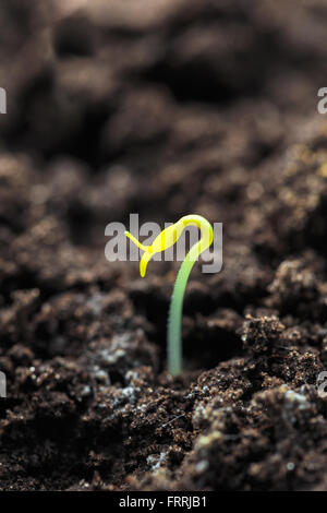 Green sprout growing from soil Stock Photo - Alamy