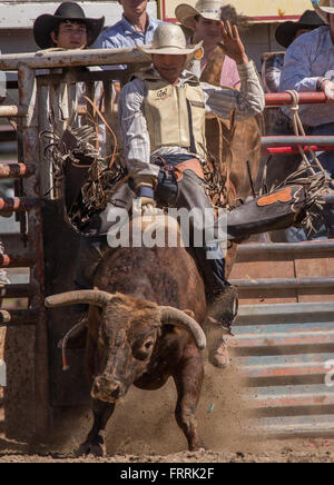 Bull rider in action at the Cottonwood, California Rodeo Stock Photo ...