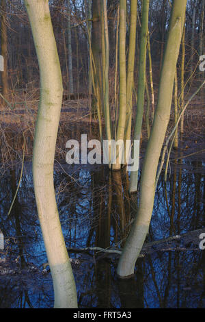 Alluvial forest near Leipzig, Germany Stock Photo - Alamy