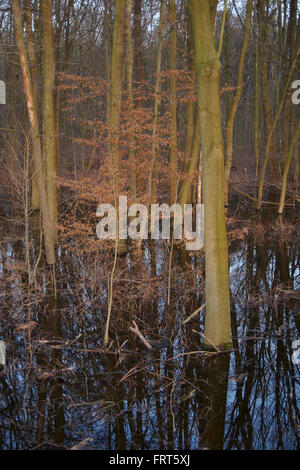 Alluvial forest near Leipzig, Germany Stock Photo - Alamy