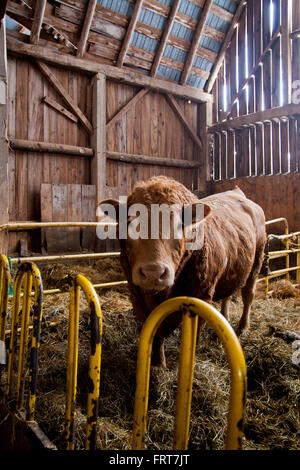Angus stud bull Stock Photo - Alamy