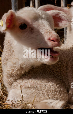 Crying lamb with sheep Stock Photo - Alamy