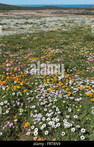 Spring wildflowers, Postberg section, West Coast national park, Western ...
