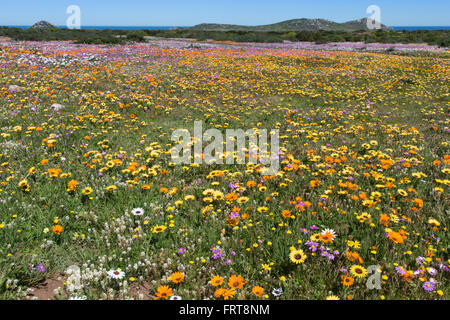 Spring wildflowers, Postberg section, West Coast national park, Western ...