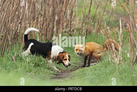 Probably the World's Worst Hunting Dog. The beagle and the fox. True ...