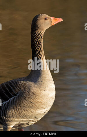 greylag goose (anser anser),flight,sideways,bavaria,germany Stock Photo ...