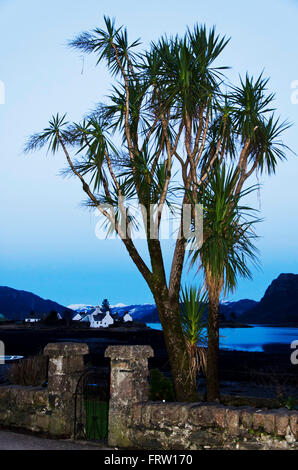 A palm tree growing in Plockton due to the Gulf Stream Stock Photo - Alamy