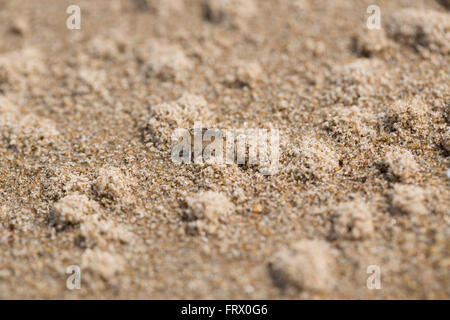 Sandhopper; Talitrus saltator Single on Beach Anglesey; UK Stock Photo ...