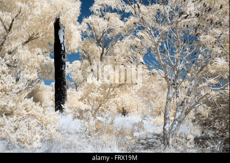 Star Swamp Bushland Reserve in Infrared Impressions Stock Photo - Alamy