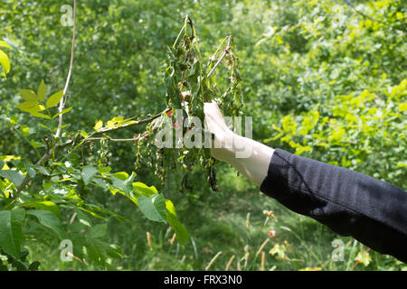 Symptoms of chalara ash dieback (Hymenoscyphus fraxineus) on a small ...