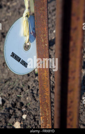 compact disc cd used to scare birds from garden vegetable patch Stock ...