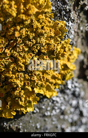 macro yellow moss on cortex tree Xanthoria parietina, foliose, fungus ...