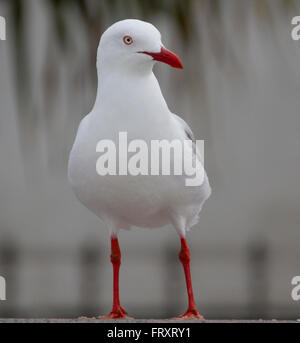 White Seagull birds in eye focusing, selective focus Stock Photo - Alamy