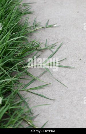 Cynodon dactylon creeping plant Stock Photo - Alamy