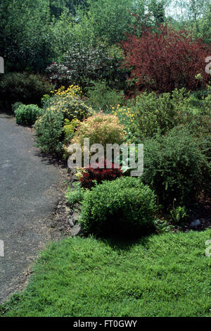 Low growing conifers in a well stocked border in a suburban garden in ...
