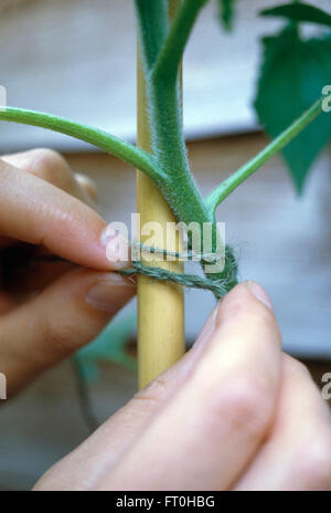 Tying up a tomato plant Stock Photo - Alamy