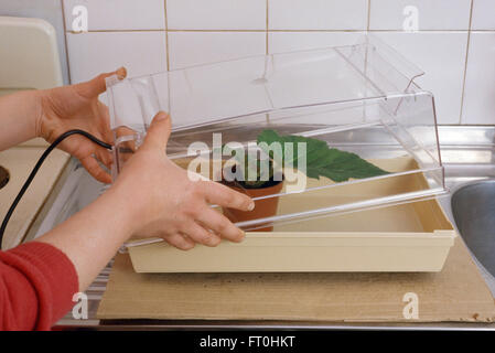 Close-up of hands putting a plastic container with rice and vegetables ...
