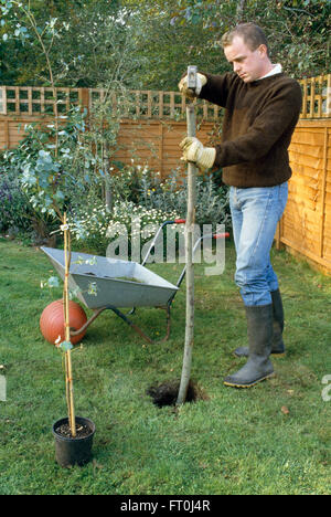 The hammering wooden stake garden Stock Photo - Alamy