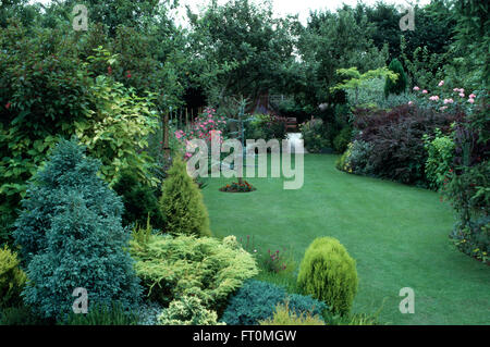 Low growing conifers in a well stocked border beside lawn in a neat ...