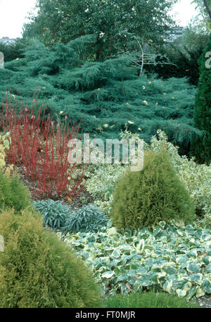 Low growing conifers in a well stocked border in a suburban garden in ...