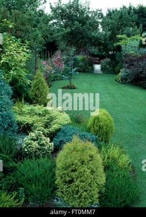 Low growing conifers in a well stocked border in a suburban garden in ...