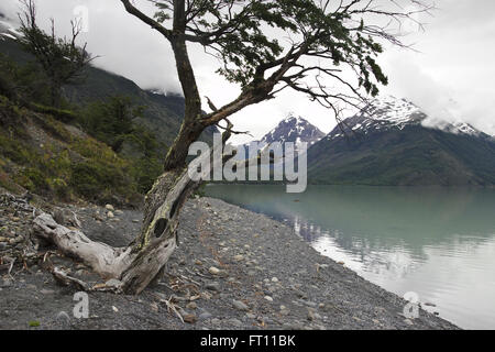 Lago Dickson near Refugio Dickson, Torres del Paine National Park ...