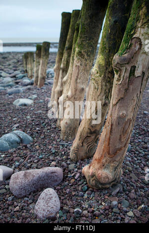 Old Wooden Groynes near Minehead Harbour at the Start of the South West ...