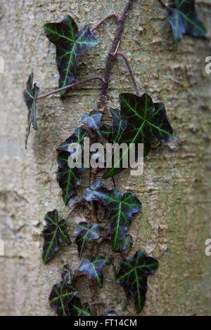 Deep green and red ivy growing on a tree in a forest in the UK Stock ...
