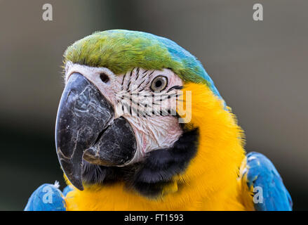 Colourful Tropical Bird Macaw Parrot Stock Photo - Alamy