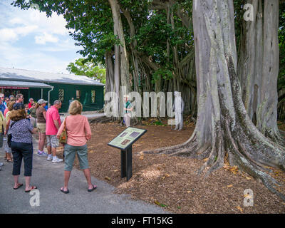 Thomas Edison statue and Banyan tree at Edison and Ford Winter Estates ...