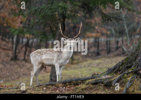 A lone deer in a fall forest scene Stock Photo - Alamy