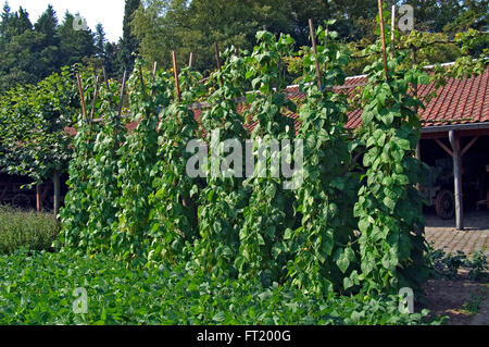 Edible pods of flat bean / helda bean / romano beans plant in kitchen ...