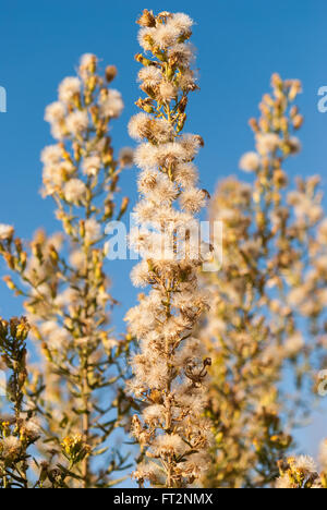 Dittrichia viscose (also known as false yellowhead, woody fleabane ...