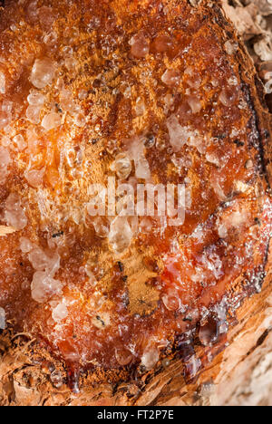 Pine tree stem, cross section, 20X light micrograph. Conifer tree in ...