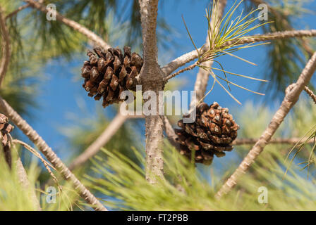 Pine tree twigs closeup Stock Photo - Alamy