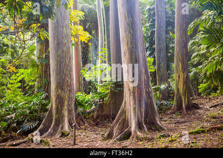 Colorful tree trunks of the Rainbow Eucalyptus (Eucalyptus deglupta) at ...