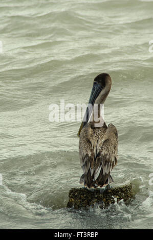 Pelican on guard Stock Photo - Alamy