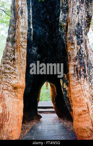 Red Tingle Trees Southwest Western Australia Stock Photo - Alamy