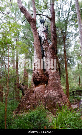 Red Tingle Trees Southwest Western Australia Stock Photo - Alamy