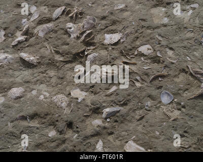 Fossil sea shells embedded in rocks Stock Photo - Alamy