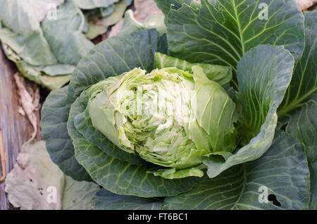A field with damaged cabbage in the summer season, damaged and ...