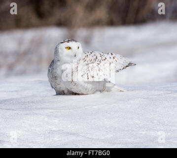 Snowy Owl Perched on Snow Stock Photo - Alamy