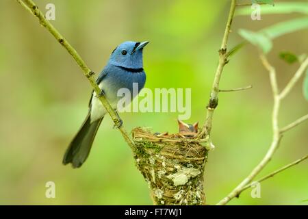 Black-naped monarch (Hypothymis azurea) bird in nature perching on a ...