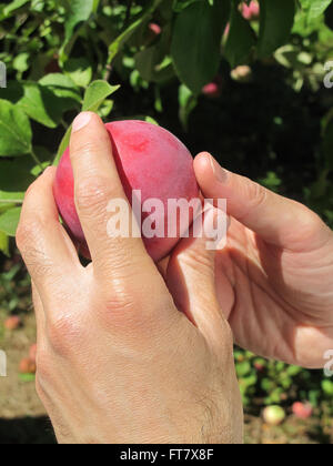 Hands holding freshly picked apples Stock Photo - Alamy