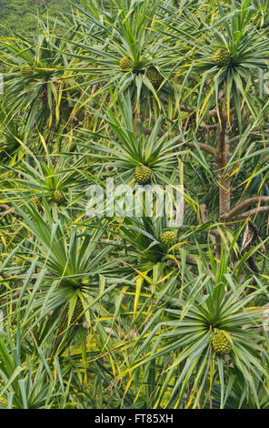 Fruit of Screw Pine, Pandanus tectorius, Crescent Head, NSW, Australia ...